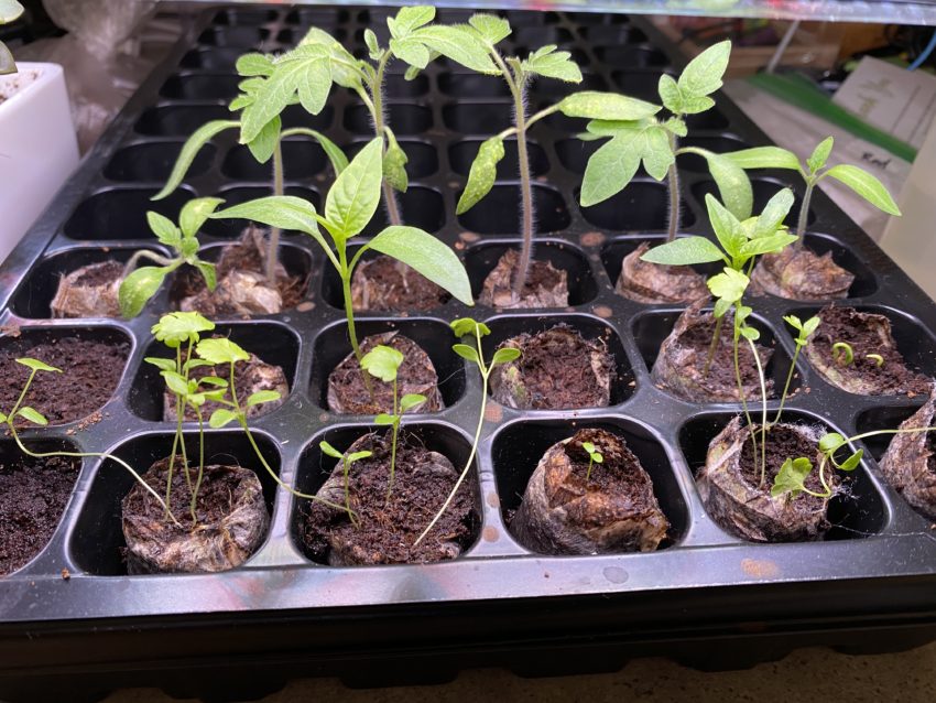 Gardening: What You Need for Starting Seedlings Inside - The Way It ...